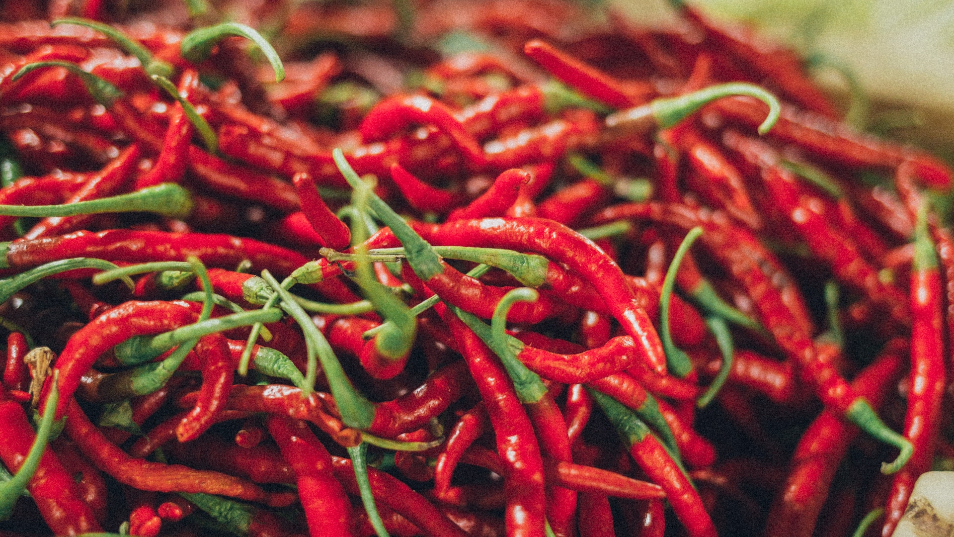 Siap Panen? Ini Jenis Cabe yang Bisa Ditanam Sendiri di Rumah