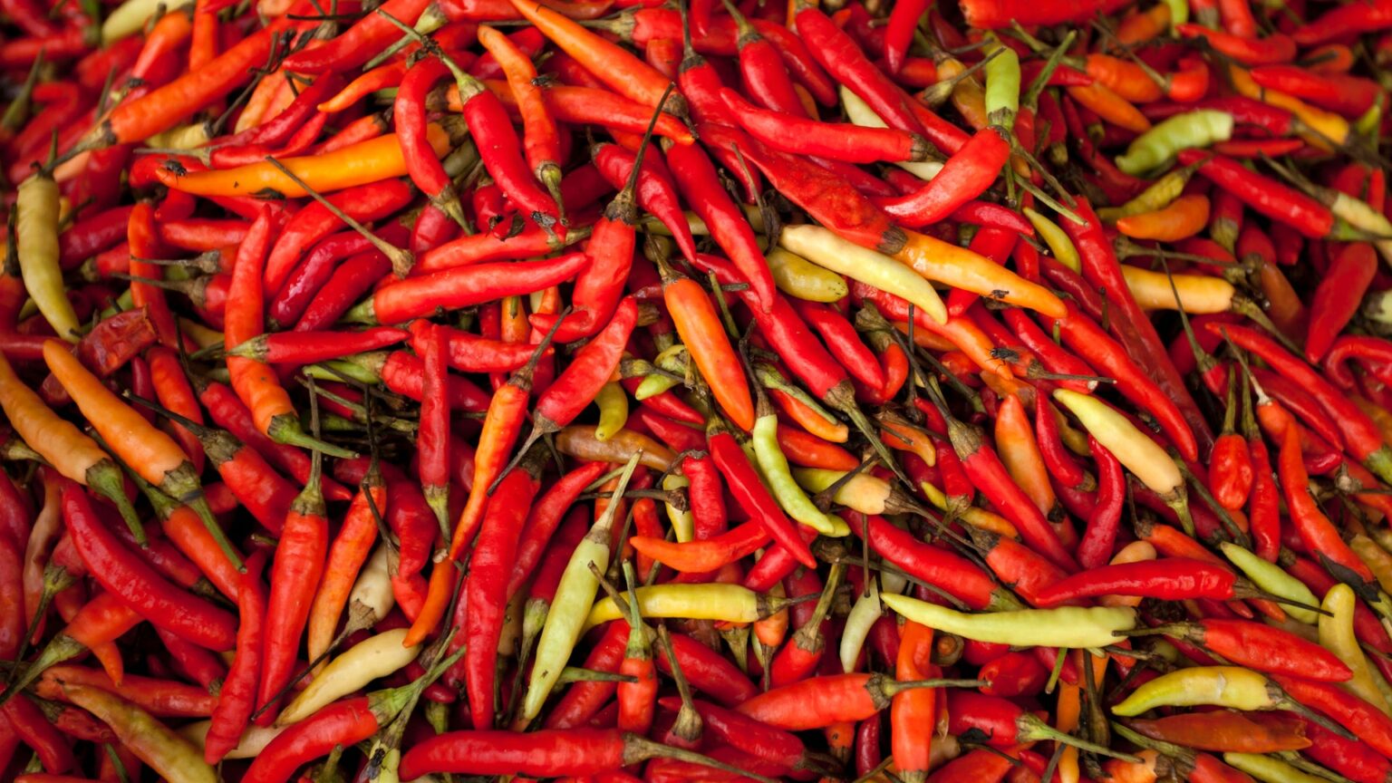 Siap Panen? Ini Jenis Cabe yang Bisa Ditanam Sendiri di Rumah