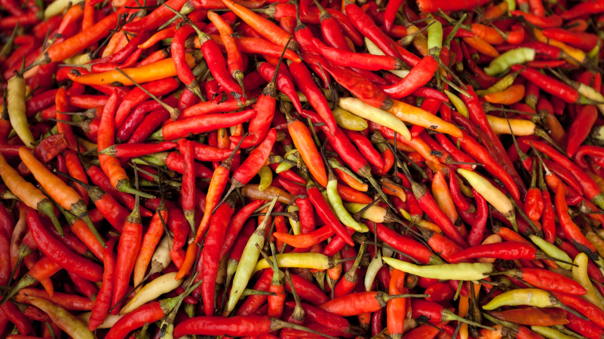 Jenis Cabai yang Mudah Dipanen di Rumah Sendiri - fitmeup.id